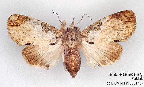 Papua Insects Foundation (Lepidoptera/Nolidae/Eligminae/Plotheia ...
